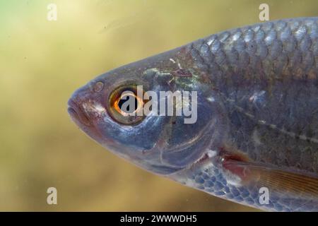 roach x rudd hybrid adult fish Stock Photo - Alamy