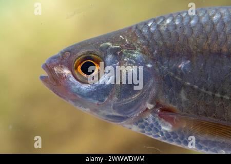 roach x rudd hybrid adult fish Stock Photo - Alamy