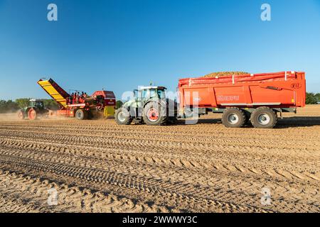 Potato harvesting in Normandy (northwestern France): Fendt tractor with ...