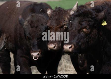 Beef cattle Iken Suffolk UK Stock Photo - Alamy