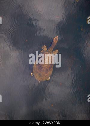 Florida softshell turtle swimming in a pond Stock Photo - Alamy