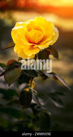 Yellow rose flower blooming on bush in garden on sunny day Stock Photo ...