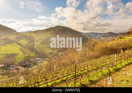 Mühldorf: blossoming Marille (apricot) trees (Marillenblüte), vineyard ...