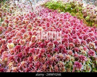 Sphagnum capillifolium (Red Bog-moss Stock Photo - Alamy
