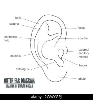 Outer Ear Diagram hearing of human organ, Vector Illustration Stock ...