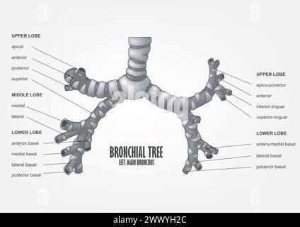 Bronchial Tree left main bronchus human anatomy, Vector Illustration ...