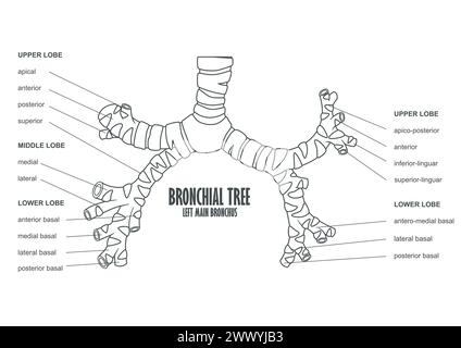 Bronchial Tree left main bronchus human anatomy, Vector Illustration ...