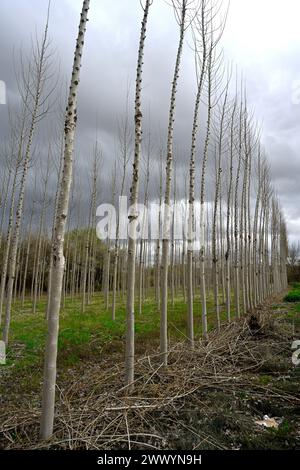 Poplar plantation, plantation of young Poplar trees Stock Photo - Alamy