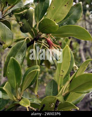 Orange Mangrove flower, mangrove swamp, Queensland, Australia Stock ...