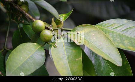 Mundu rata (Garcinia dulcis, baniti, taklang-anak, maphuut, ma phut ...