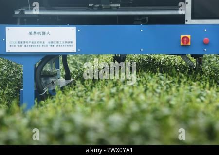HANGZHOU, CHINA - MARCH 27, 2024 - An AI tea picking robot is picking ...