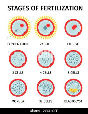 Cell embryo stages of fertilization anatomy composition with set of round icons representing ...