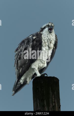 Osprey nesting near a lagoon Stock Photo - Alamy