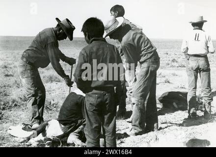Native American cowboys branding cattle on a Wyoming ranch ca. 1940s ...