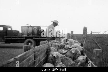 Cowboy spraying sheep with water on a Wyoming ranch ca. 1940s or 1950s ...