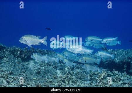 BIGEYE EMPEROR Monotaxis grandoculis HAWAII Stock Photo - Alamy
