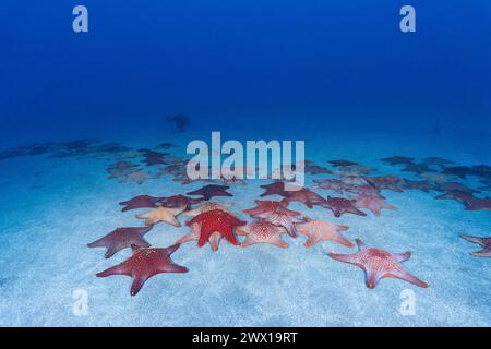 Panamic Cushion Starfish (Pentaceraster cumingi) on rock, Scuba diver ...