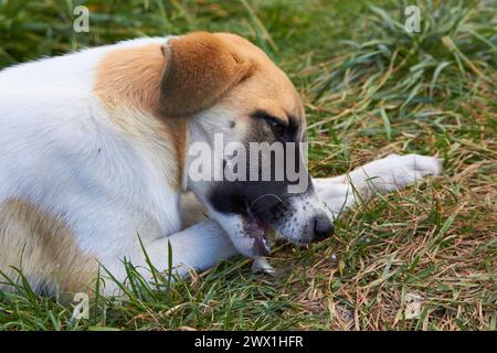 Dog eats fish Stock Photo - Alamy