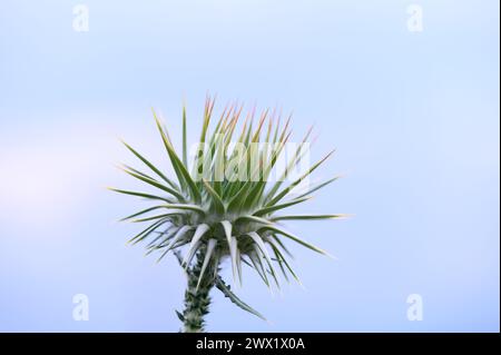 Thistle flowers in the forest in Cyprus Herbal remedy Silybum marianum ...