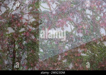 Double-exposure, wall and vegetation at the Getty, art museum The Getty ...