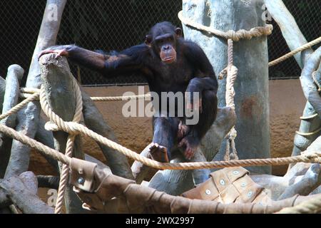 resting chimpanzee portrait as very smart monkey Stock Photo - Alamy