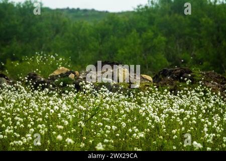 Wet tundra with horsetail and Cotton grass (Eriophorum sp.) Kola ...