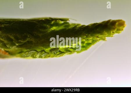 Plant phenology, the alchemy of spring. Tree vegetative bud, leaf bud ...