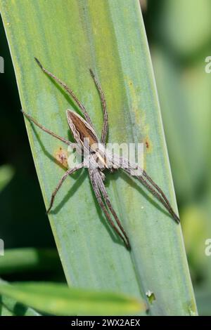 Listspinne, Raubspinne, Brautgeschenkspinne, Pisaura mirabilis ...