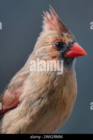 Northern Cardinal on the backyard deck Stock Photo - Alamy