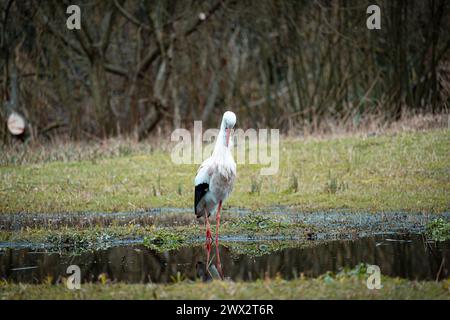 White Stork Wading in a Serene Wetland Stock Photo - Alamy