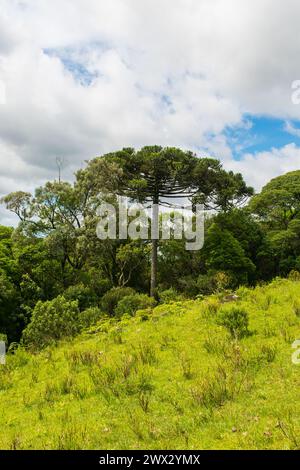 Paraná pine trees, Araucaria angustifolia, growing around farmhouse ...