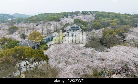 WUXI, CHINA - MARCH 27, 2024 - Tourists enjoy cherry blossoms in full bloom at Yuantouzhu Scenic ...