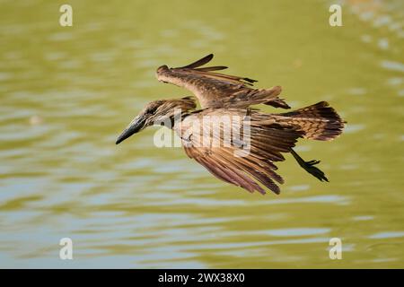 Hamerkop (Scopus umbretta) flying, captive, distribution Africa Stock ...