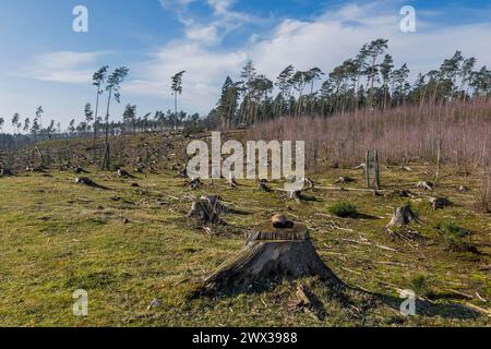 Cleared forest in the Senne landscape, forest, deforestation ...