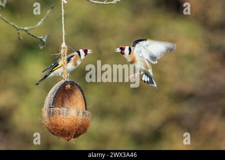 Goldfinch two birds with open wings standing on and beside feeding dish ...