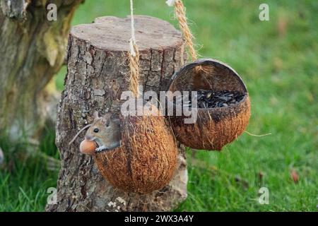 Wood mouse with nut in mouth sitting in food bowl looking left Stock ...