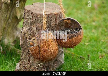 Wood mouse with nut in mouth sitting in food bowl looking left Stock ...