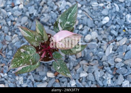 philodendron pink princess pink galaxy in the pot Stock Photo - Alamy