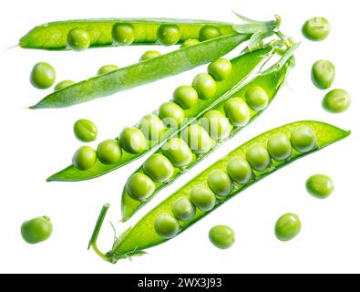 Isolated Pod Of Pigeon Peas On Tree Stock Photo - Alamy