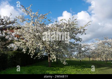 White cherry blossom trees during spring or March at Mottisfont Country ...