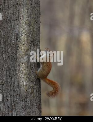 American frozen red squirrel in winter (Tamiasciurus hudsonicus) - USA ...