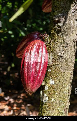red purple criollo cocoa pods on theobroma cacao tree, caribbean ...