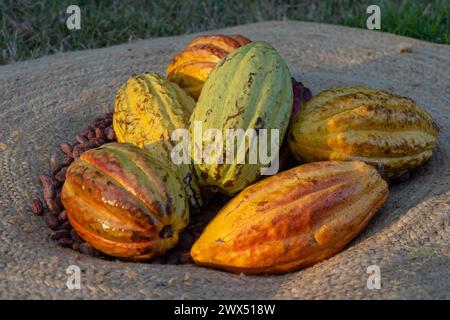Red Green and yellow cocoa pods lying of some rush matting looking ...