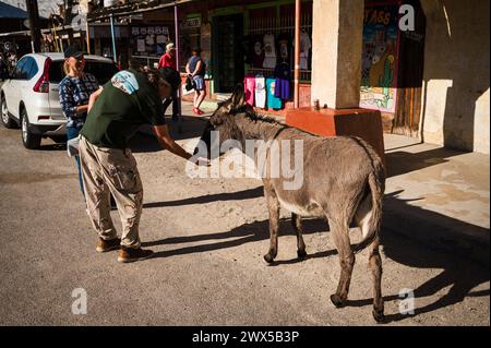 Wild burros walk through the historic gold mining town of Oatman ...