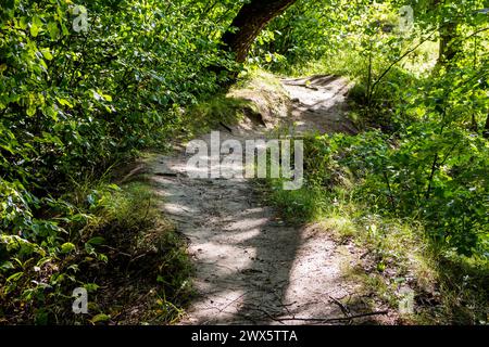 Beautiful winding forest path lit by the sun Stock Photo - Alamy