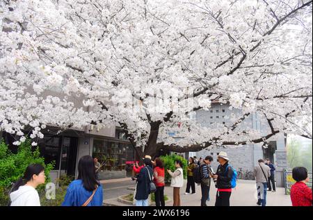 A hundred-year-old cherry tree blooms in Hangzhou City, east China's ...