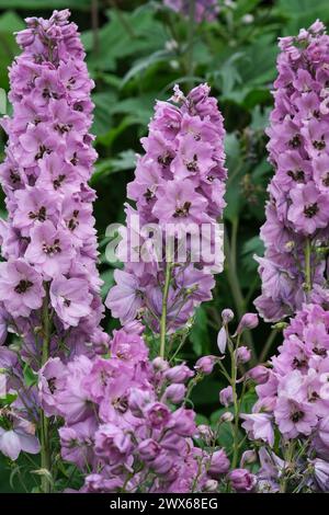 Delphinium Dusky Maidens Group, Delphinium elatum Dusky Maidens, semi ...