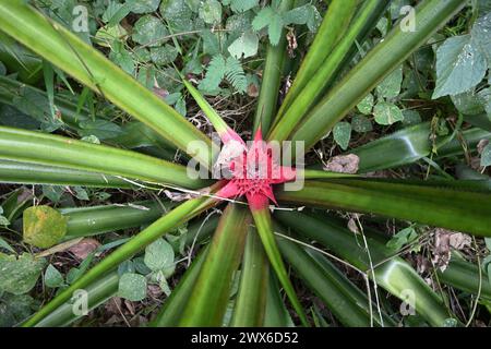 Top view of growing wild pineapple in Tenerife island, Spain Stock ...