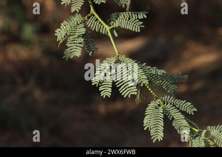 Prosopis tree leaves closeup. Nature background Stock Photo - Alamy