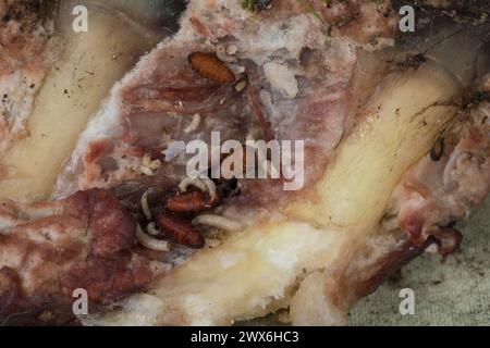 Blaue Schmeissfliege, Schmeißfliege, Blaue Schmeißfliege ...